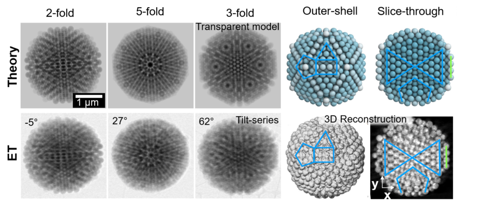 Electron tomography reveals the inner structure of magic colloidal ...